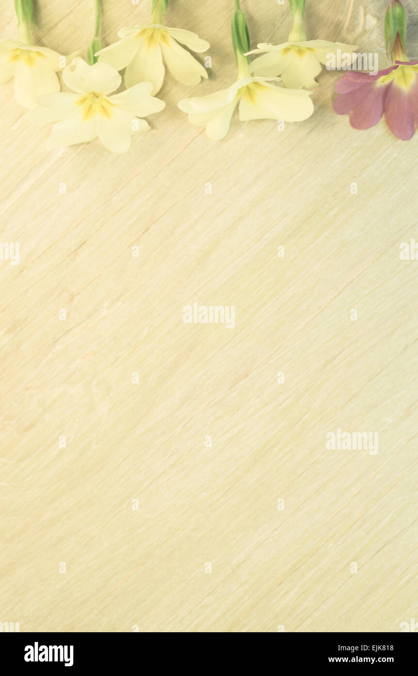 primrose flowers on a light pastel wood background Stock Photo - Alamy