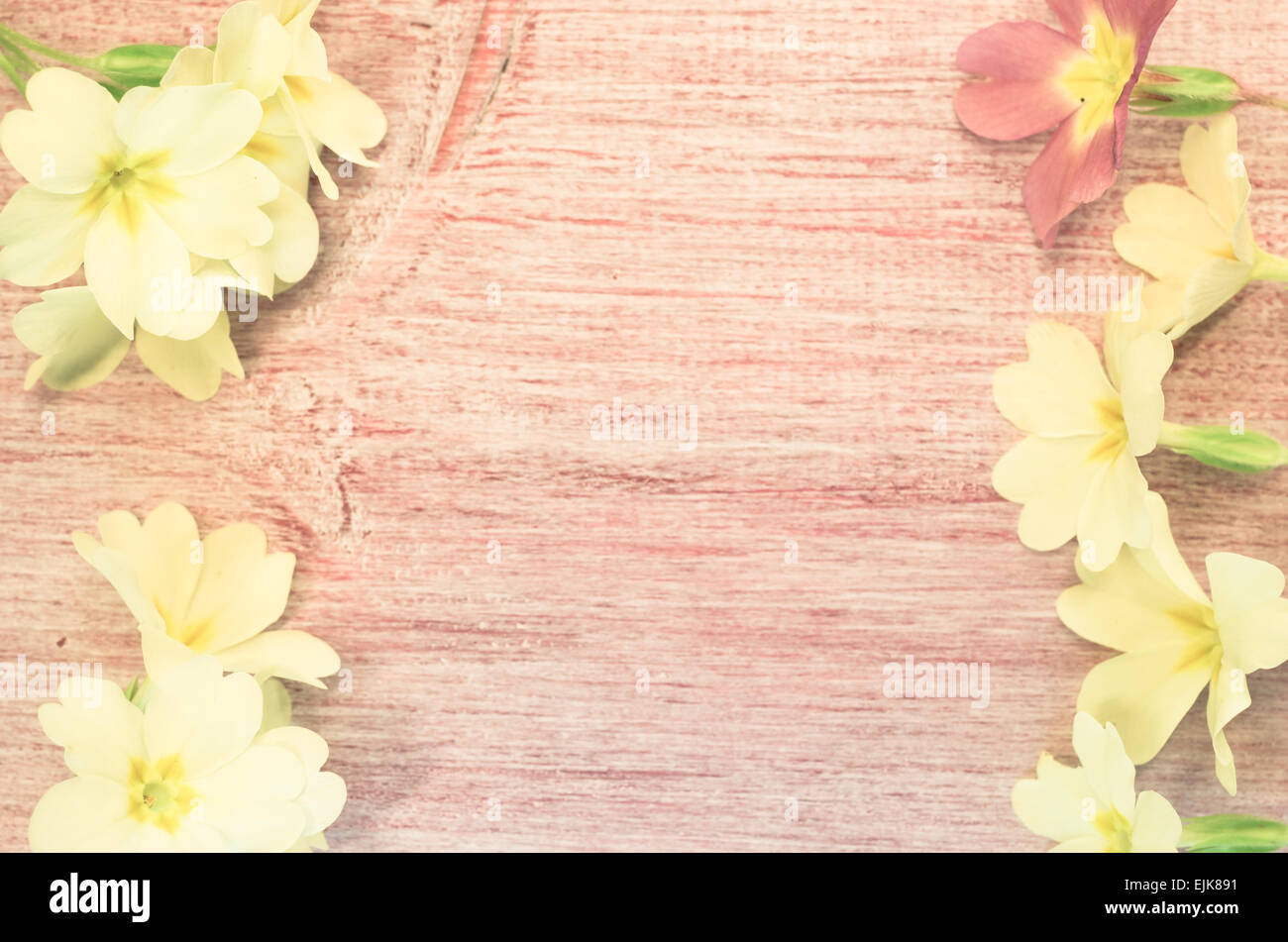 primrose flowers on a light pastel wood background Stock Photo - Alamy