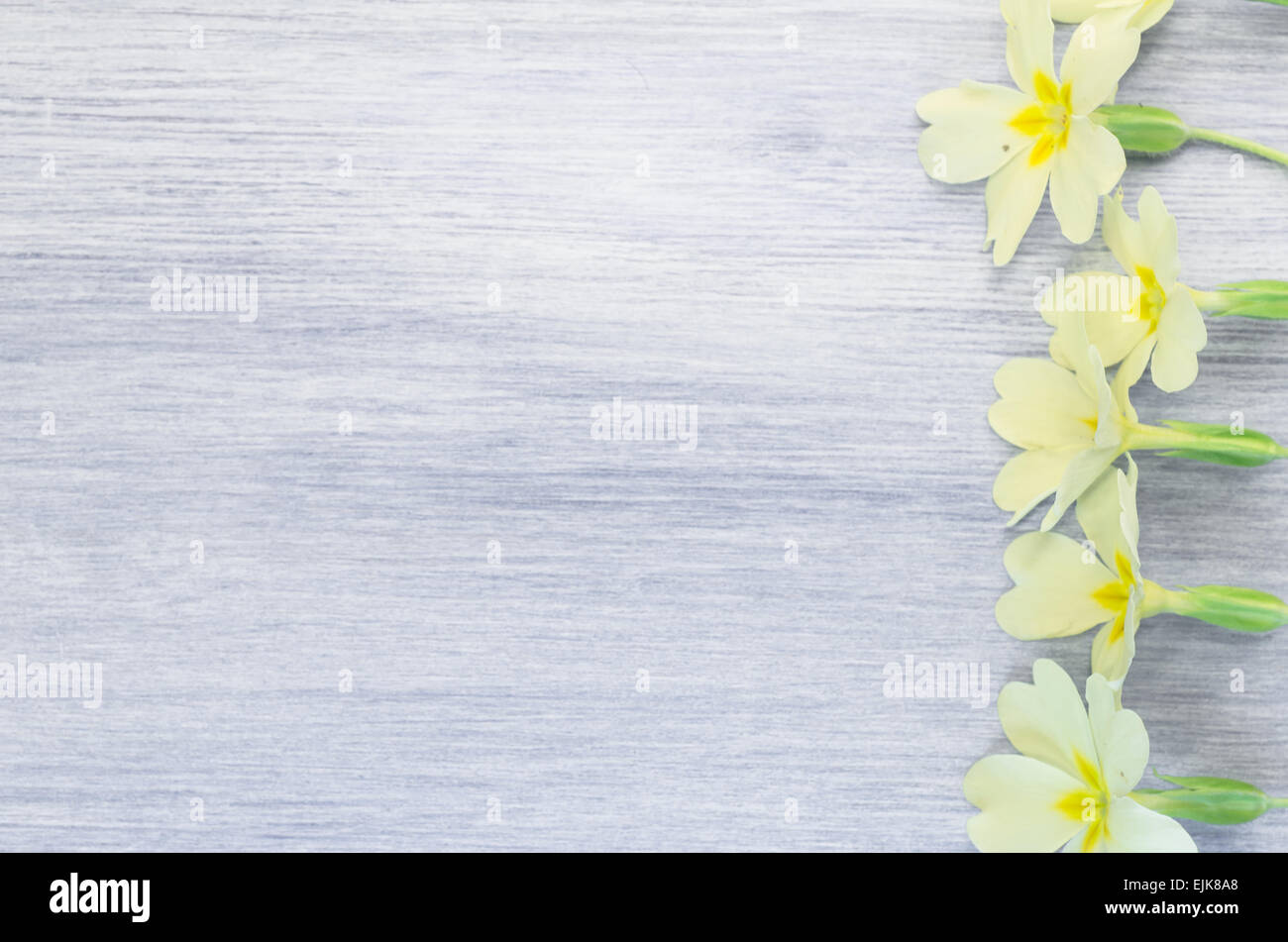 primrose flowers on a light pastel wood background Stock Photo - Alamy