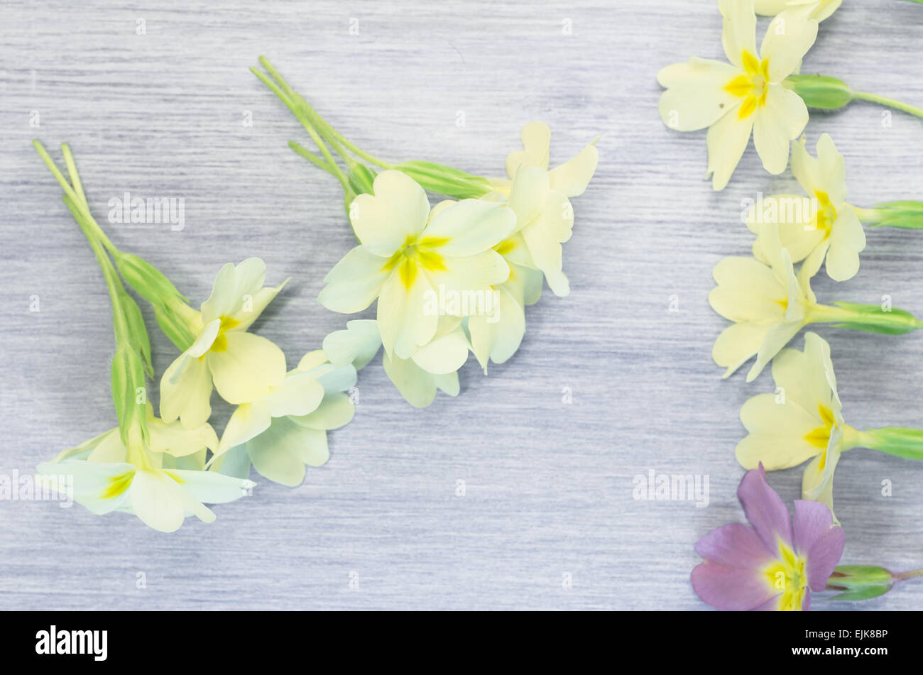 primrose flowers on a light pastel wood background Stock Photo - Alamy