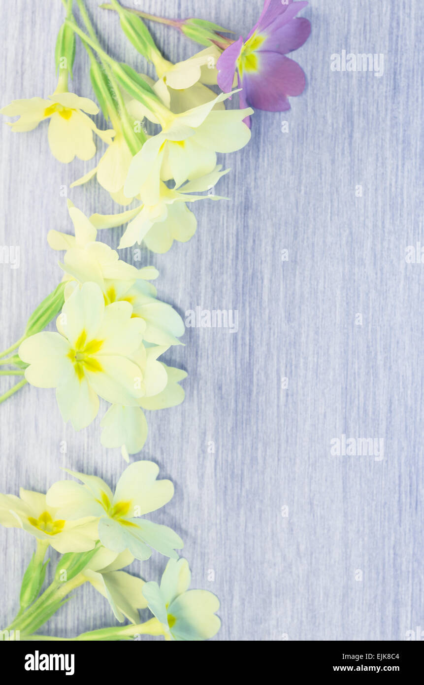 primrose flowers on a light pastel wood background Stock Photo - Alamy