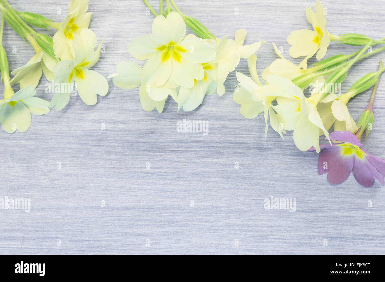 primrose flowers on a light pastel wood background Stock Photo - Alamy