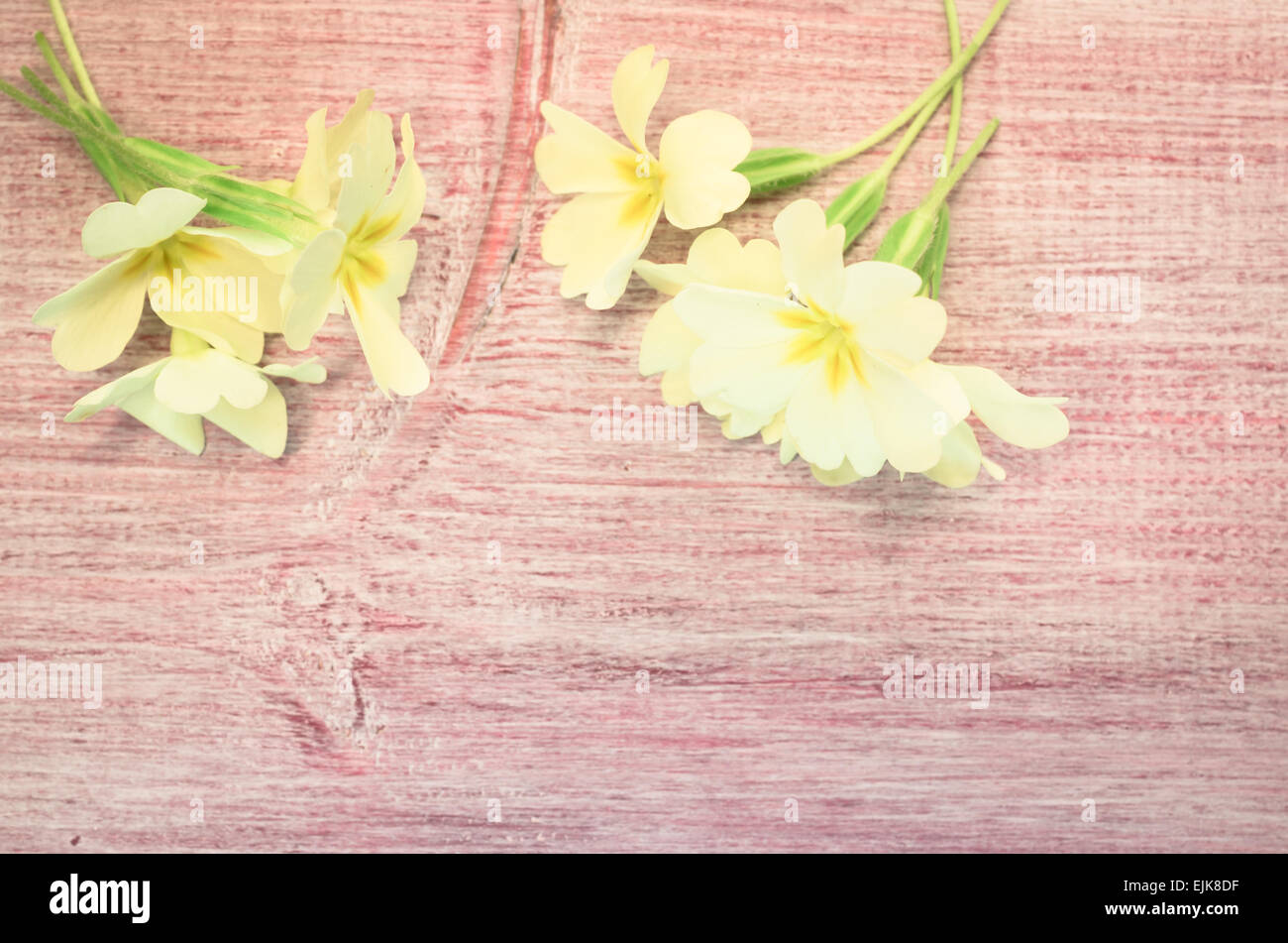 primrose flowers on a light pastel wood background Stock Photo - Alamy