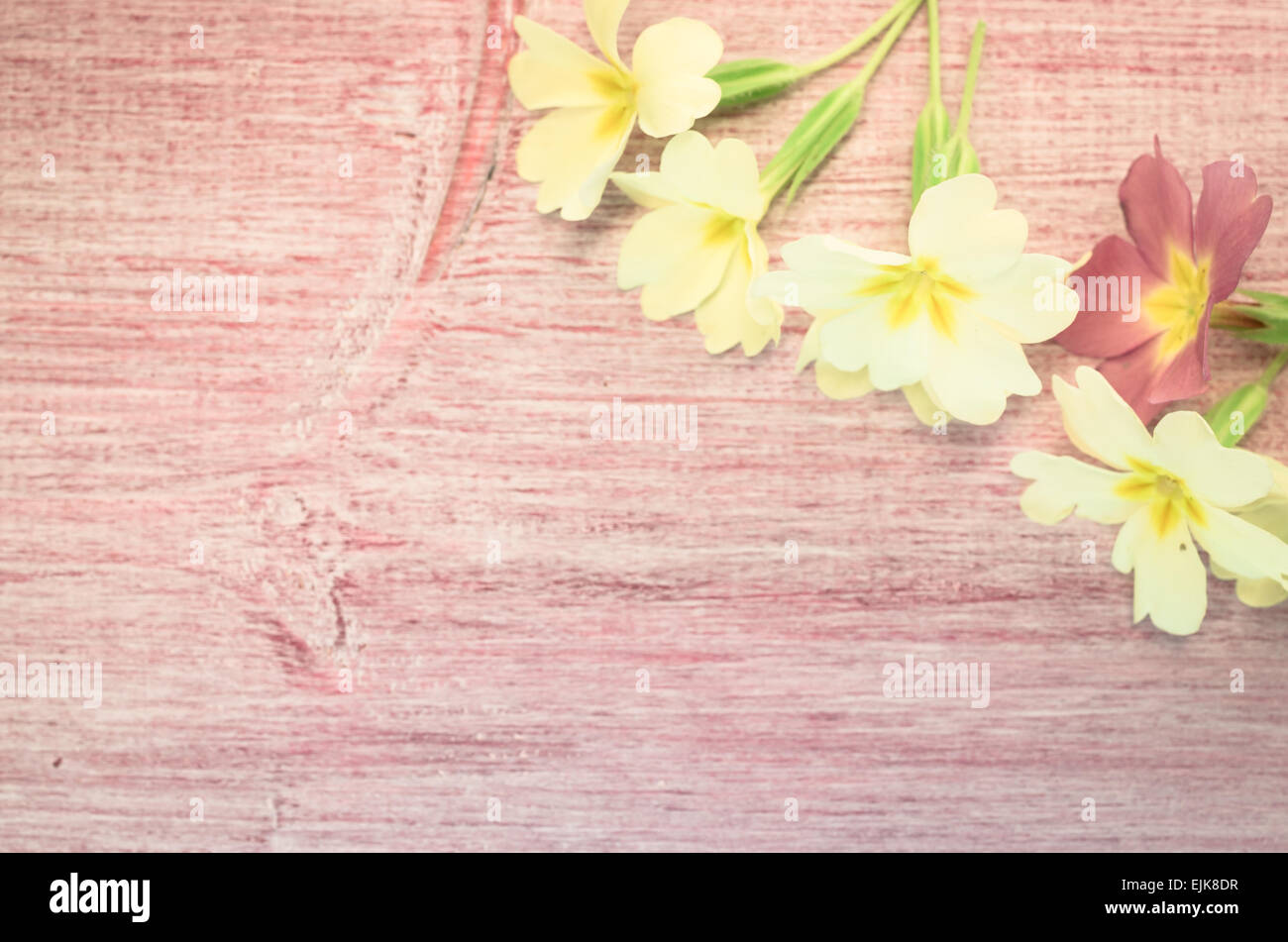 primrose flowers on a light pastel wood background Stock Photo - Alamy