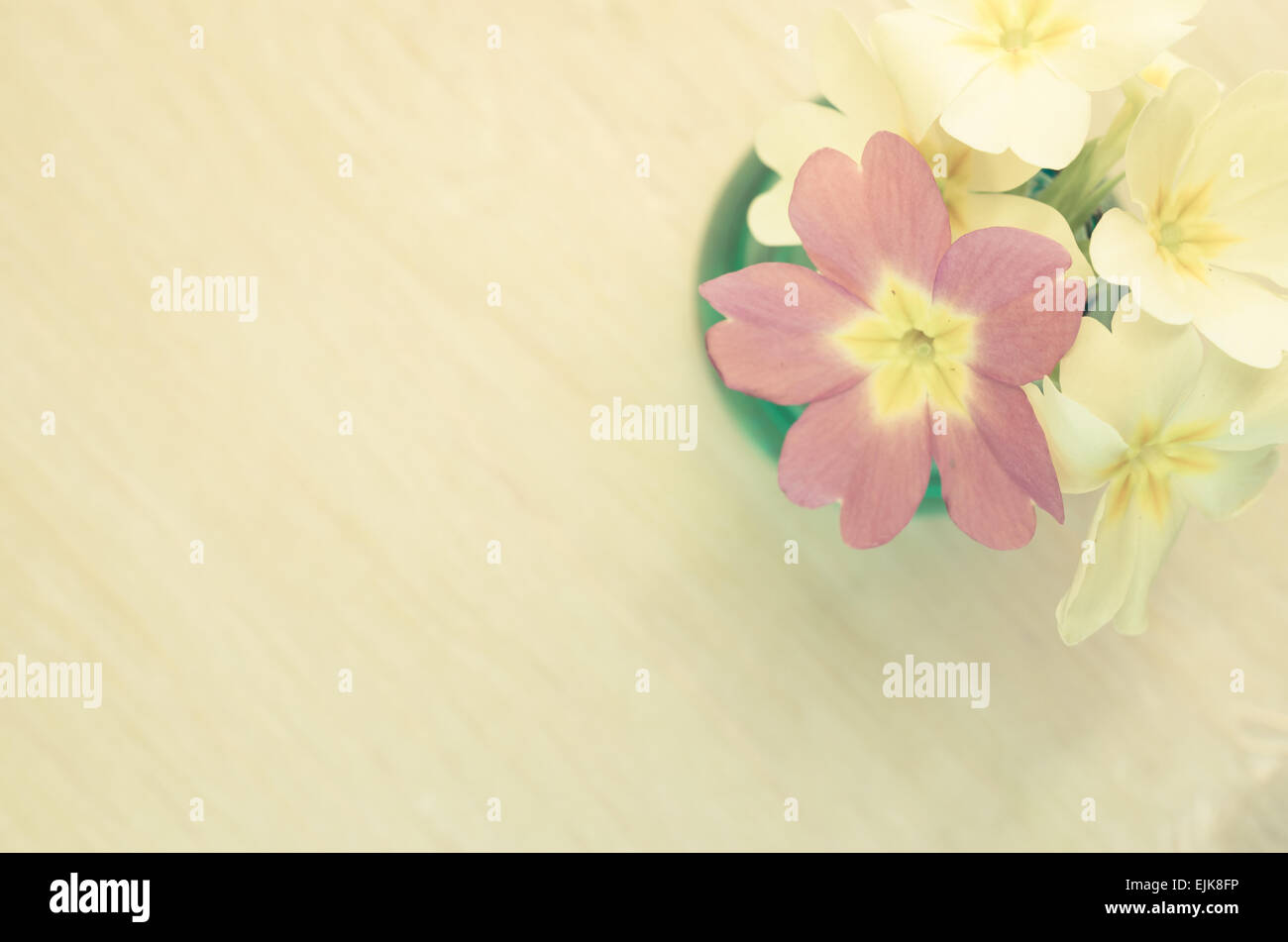 primrose flowers on a light pastel wood background Stock Photo - Alamy