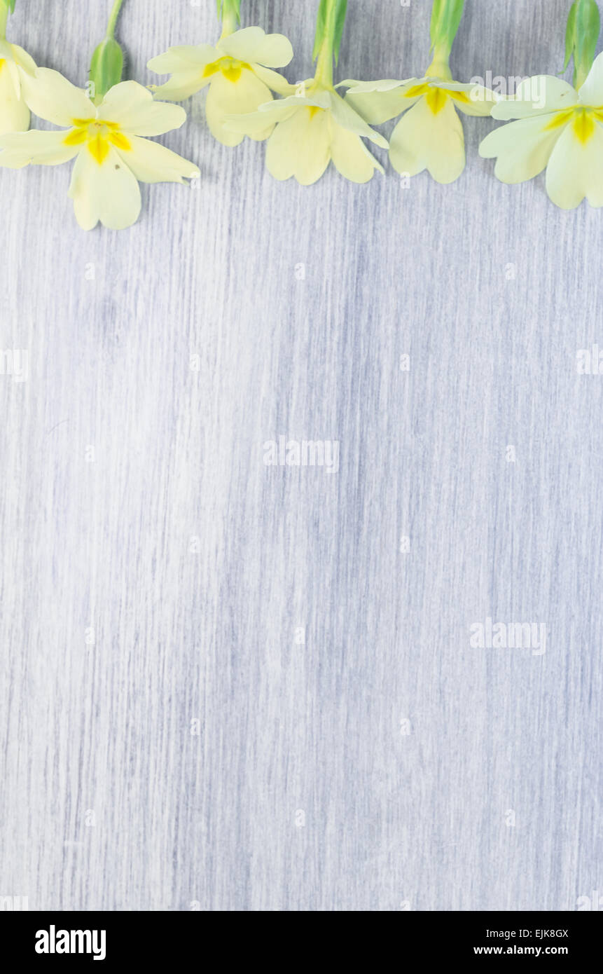 primrose flowers on a light pastel wood background Stock Photo - Alamy