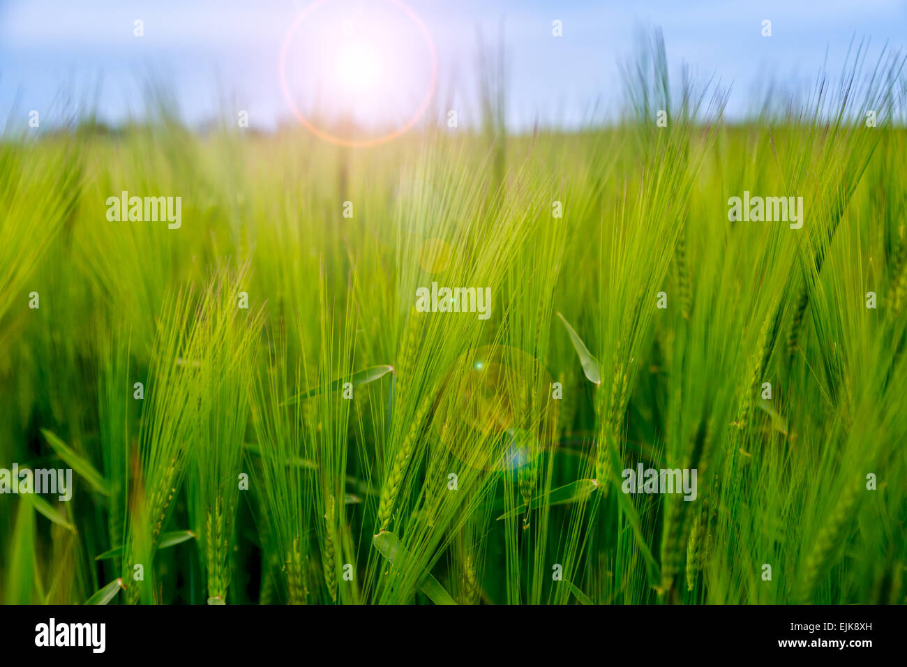 Wheat field and countryside scenery Stock Photo - Alamy