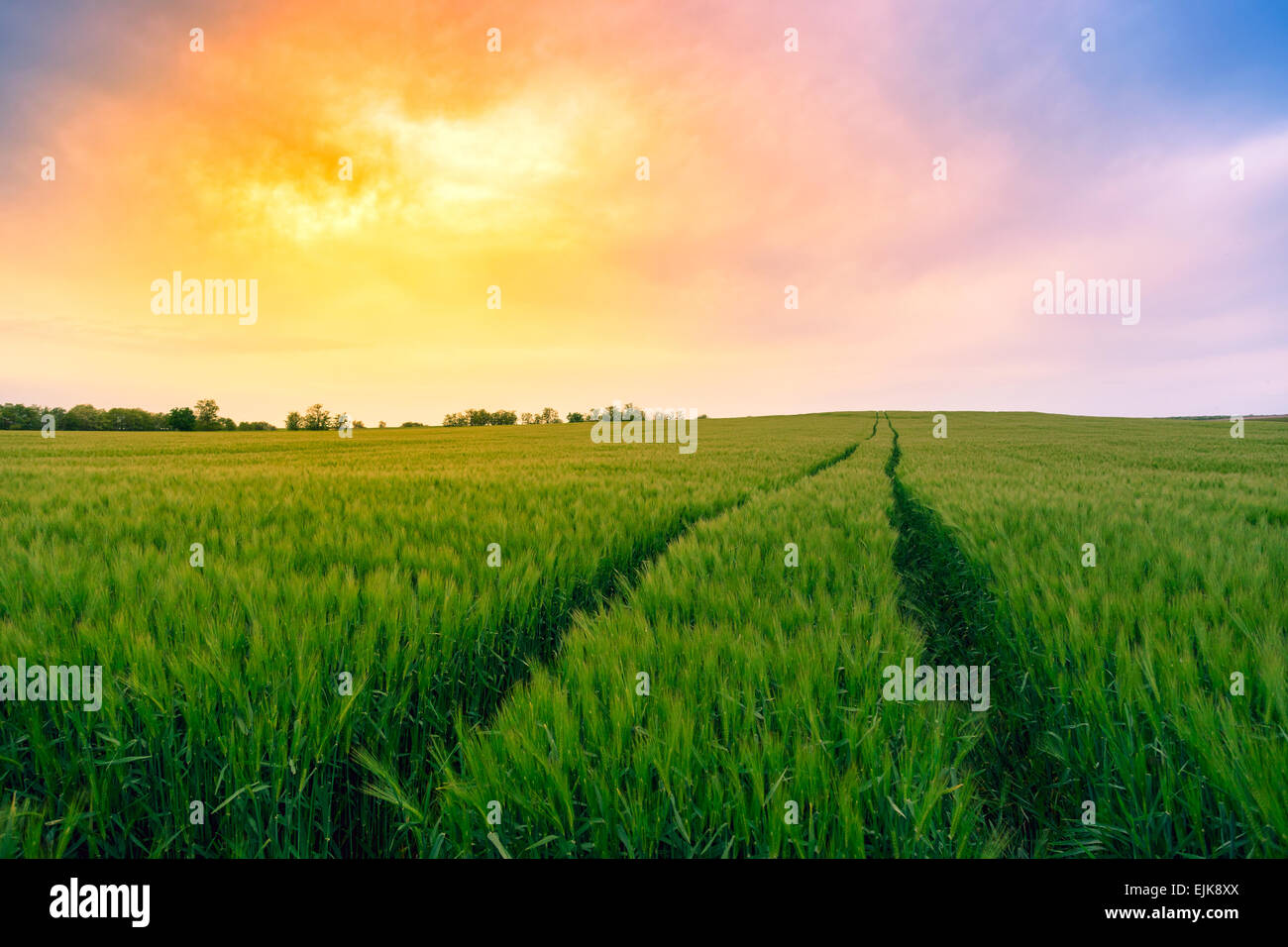 Green fields of wheat in Tuscany, Italy Stock Photo - Alamy