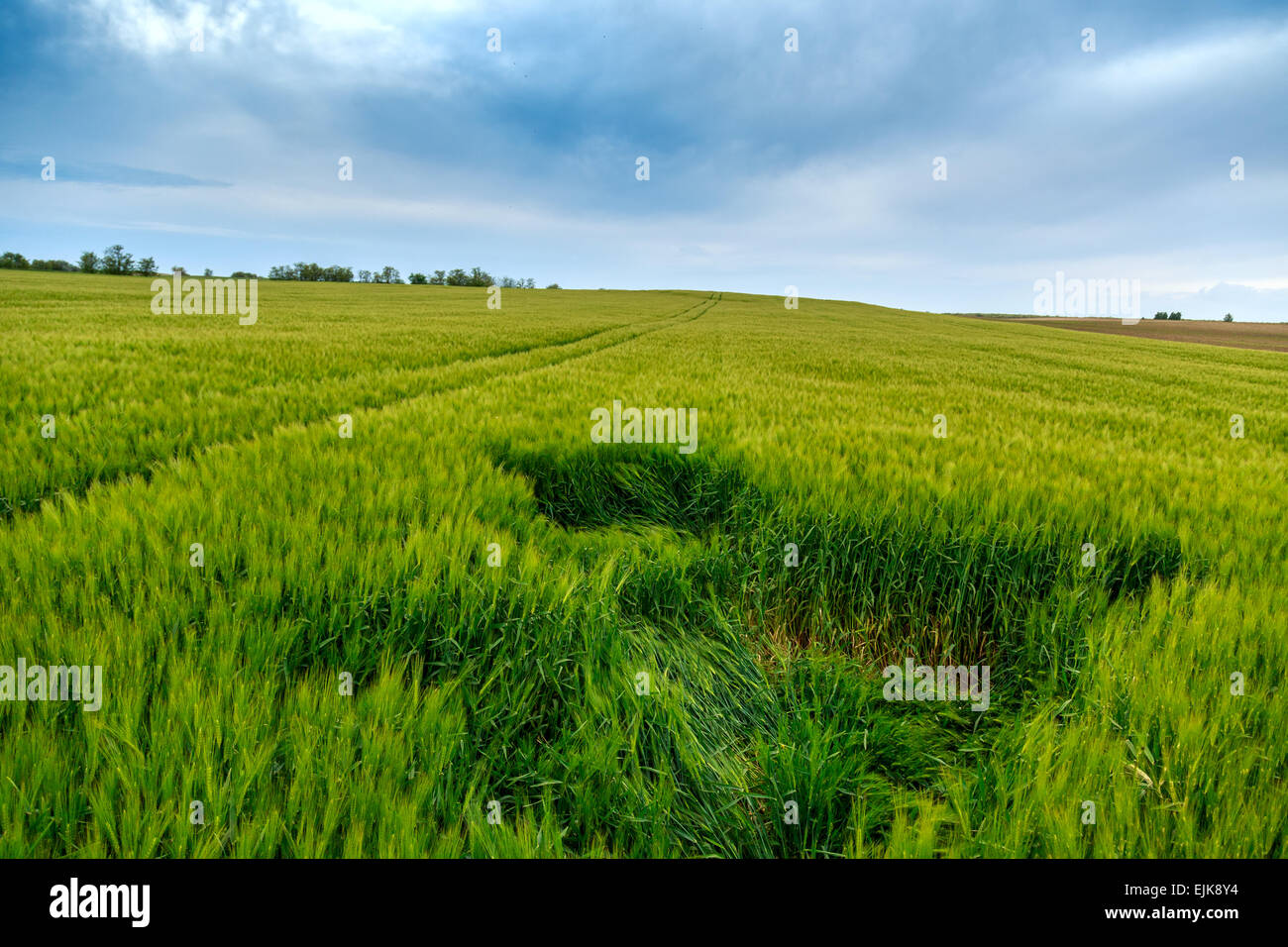Green fields of wheat in Tuscany, Italy Stock Photo - Alamy