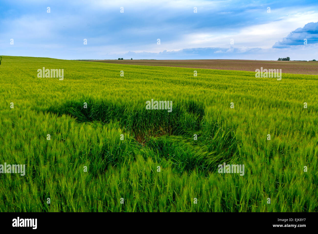 Green fields of wheat in Tuscany, Italy Stock Photo - Alamy