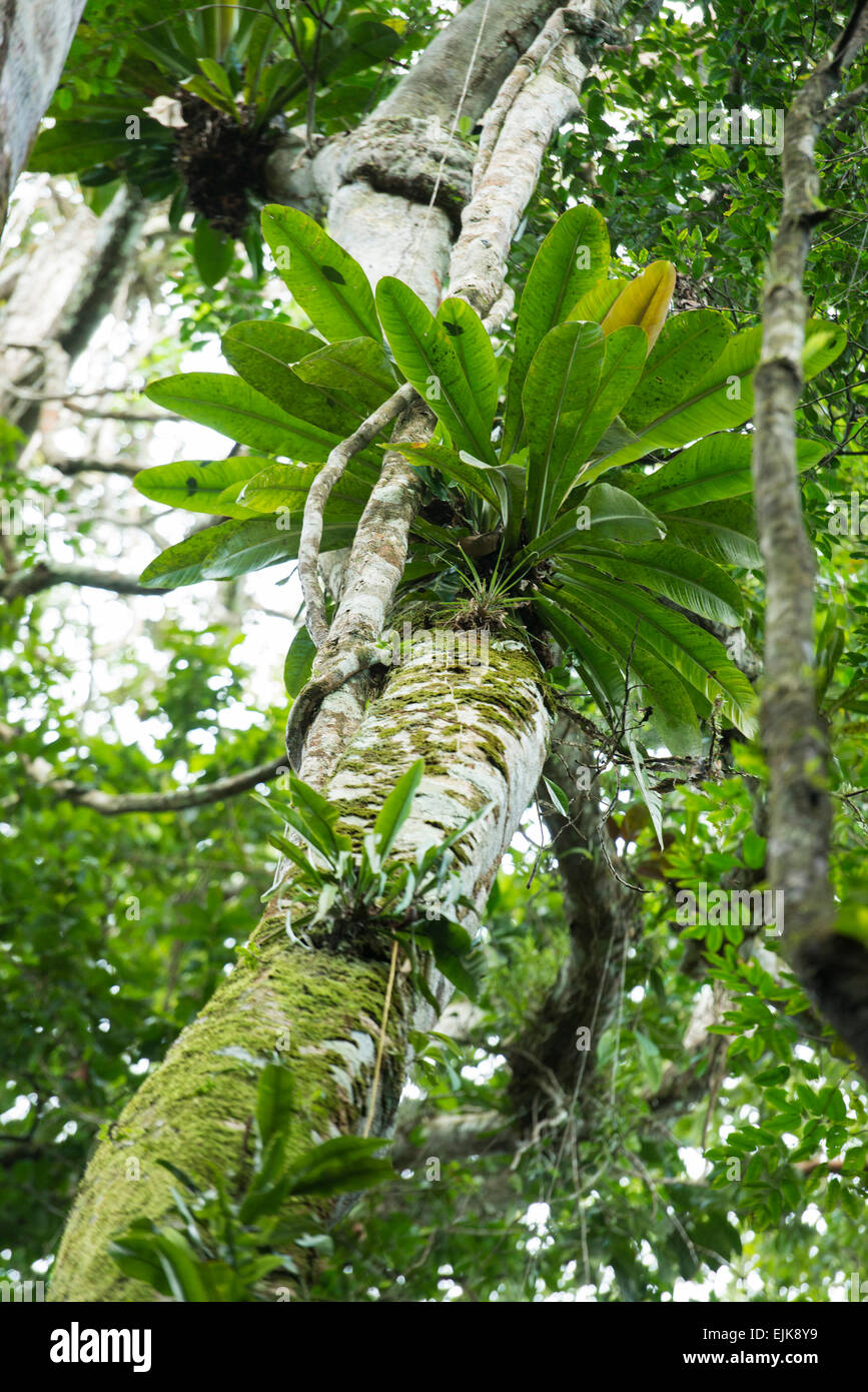 Brownsberg Nature Park High Resolution Stock Photography and Images - Alamy