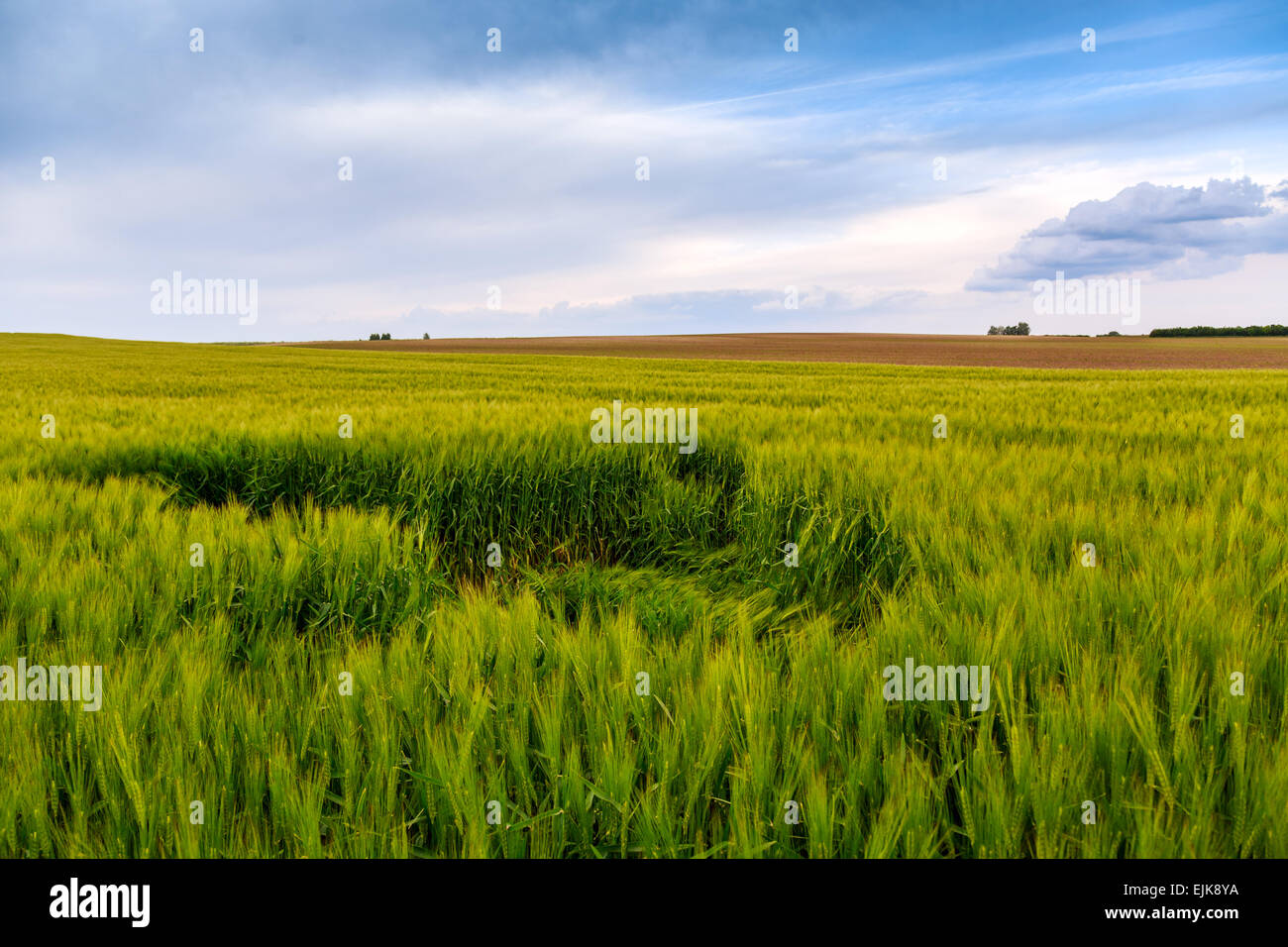 Green fields of wheat in Tuscany, Italy Stock Photo - Alamy