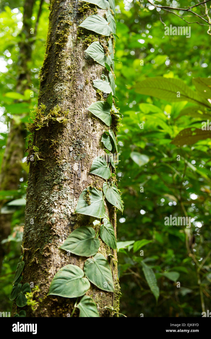 Rainforest, Brownsberg Nature Reserve, Suriname Stock Photo - Alamy