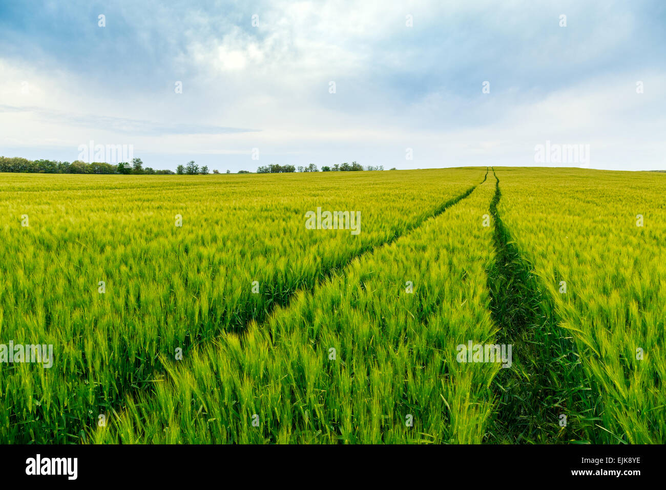 Wheat italy hi-res stock photography and images - Alamy