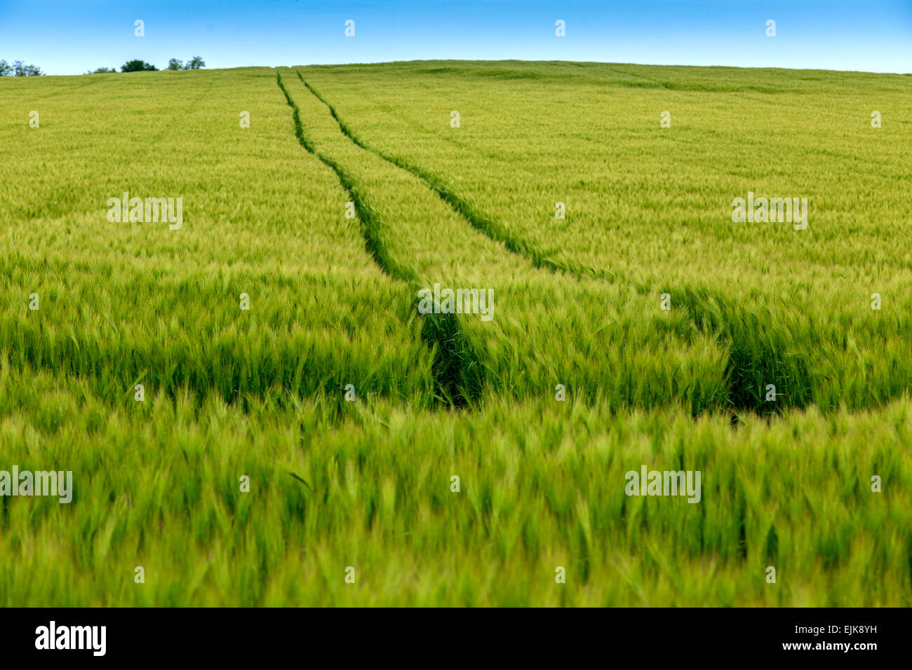 Green fields of wheat in Tuscany, Italy Stock Photo - Alamy
