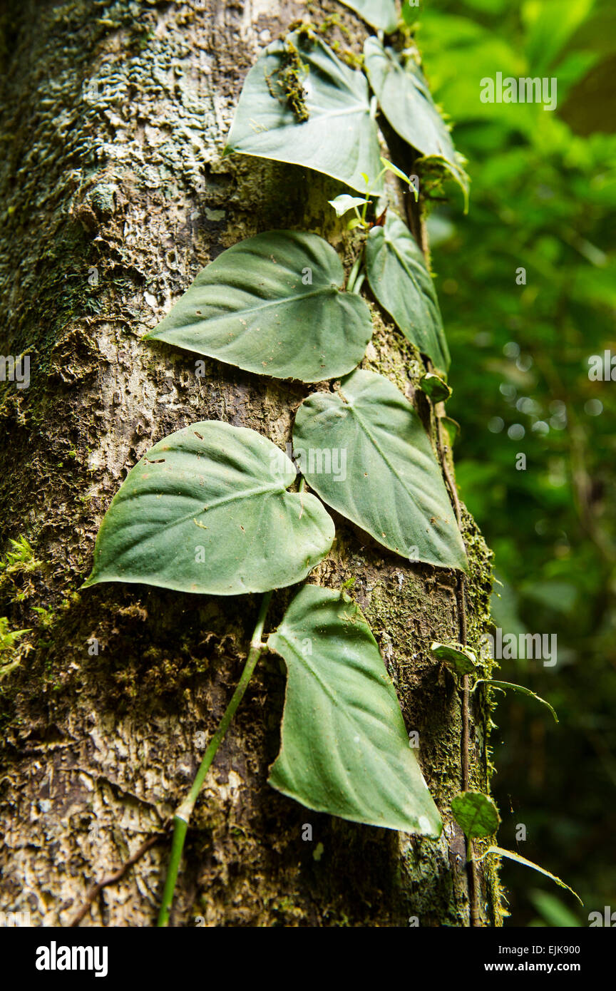 Rainforest, Brownsberg Nature Reserve, Suriname Stock Photo - Alamy