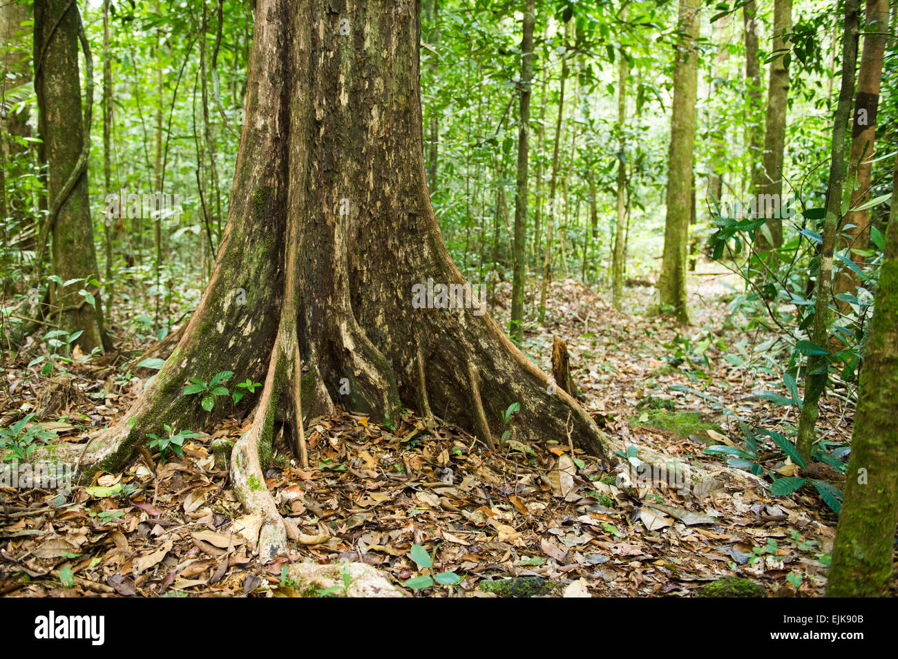 Rainforest, Brownsberg Nature Reserve, Suriname Stock Photo - Alamy
