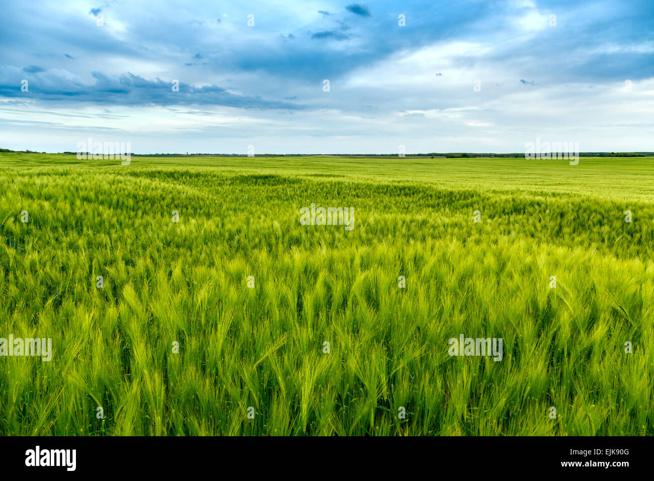 Green fields of wheat in Tuscany, Italy Stock Photo - Alamy