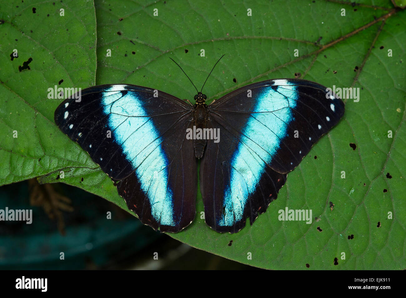 Helenor morpho, Morpho helenor, Neotropical butterfly park, Suriname ...