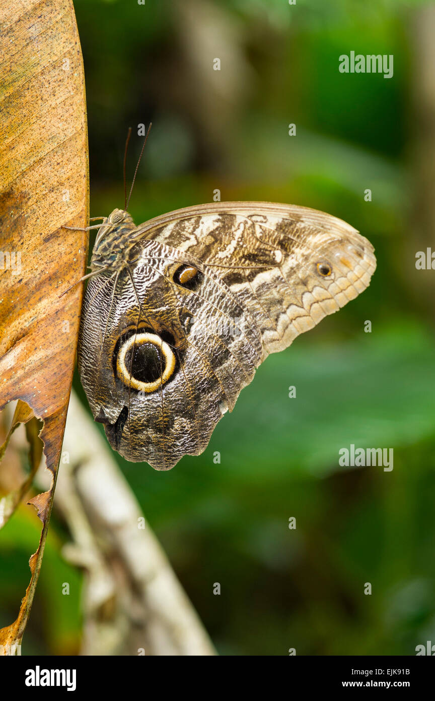 Owl butterfly (Caligo Sp.), Neotropical butterfly park, Suriname Stock ...