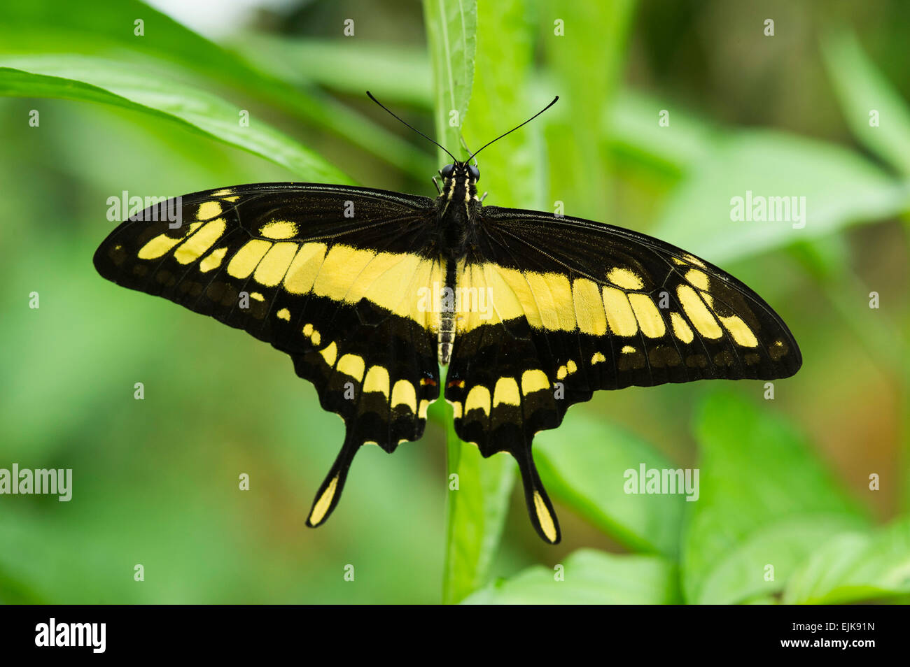 King swallowtail, Heraclides thoas, Neotropical butterfly park ...