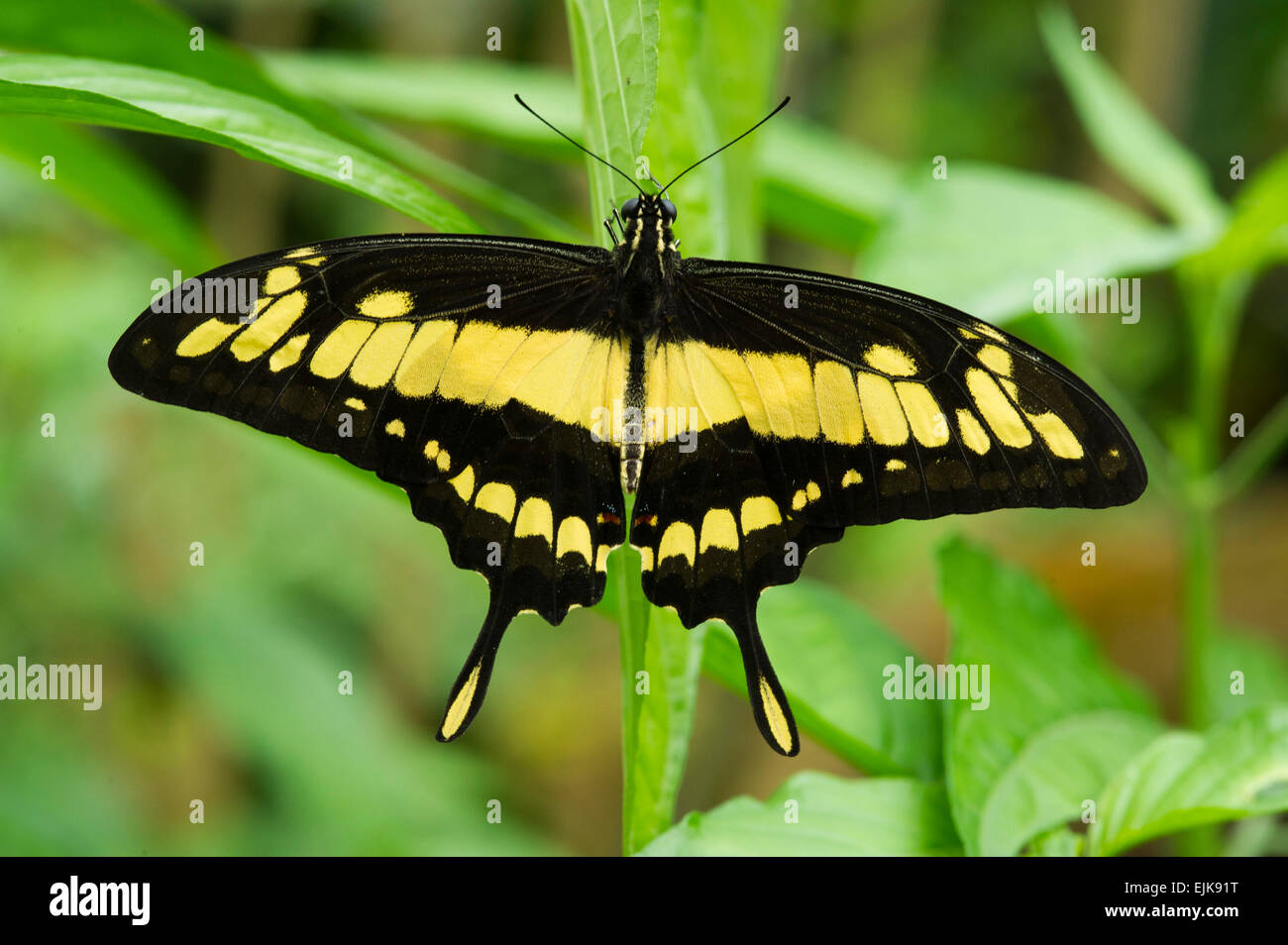 King swallowtail, Heraclides thoas, Neotropical butterfly park ...