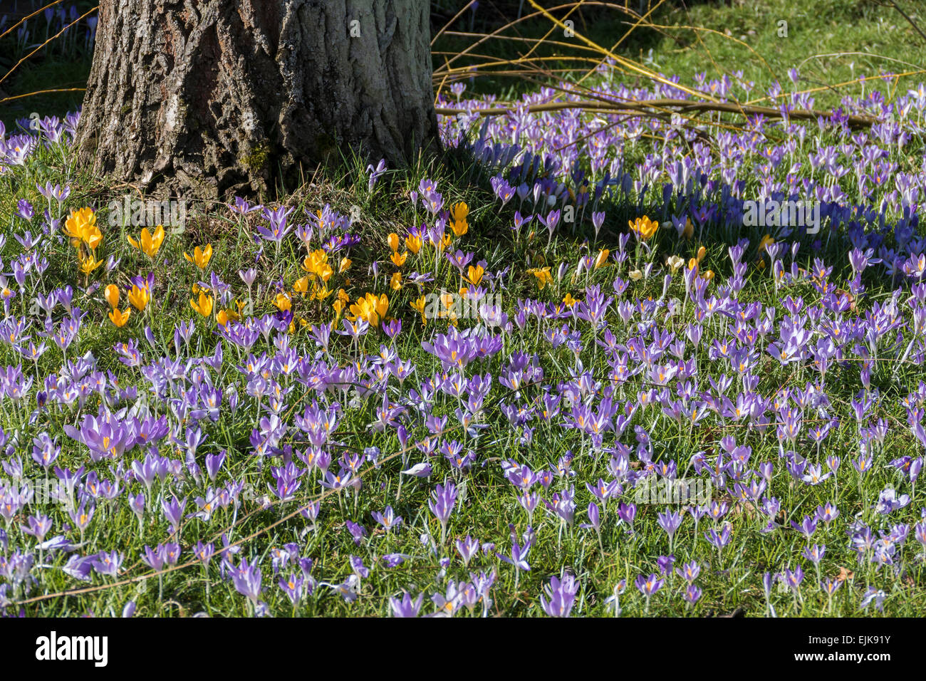 England spring flowers hi-res stock photography and images - Alamy