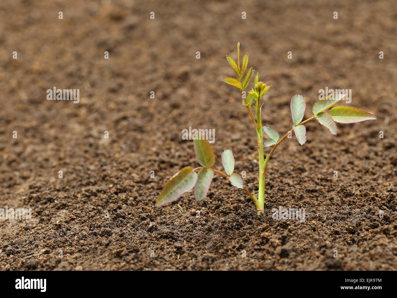 Rose Seed Germination