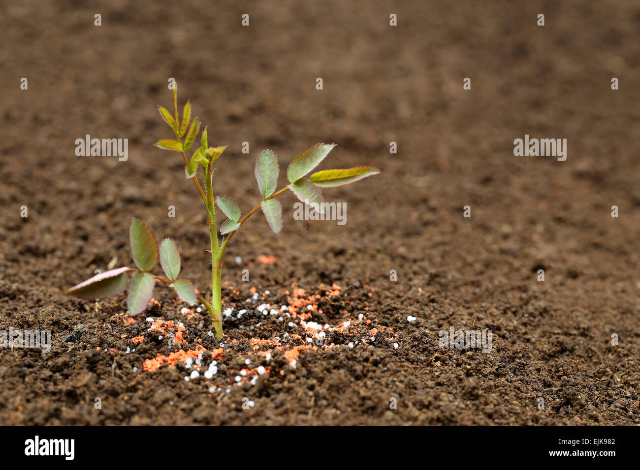 Rose Seed Germination