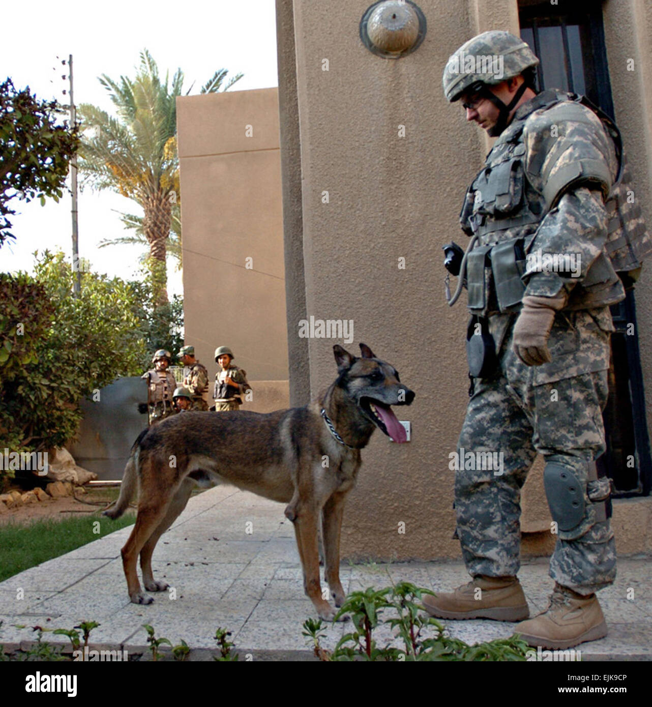 Belgian malinois military working dog hi-res stock photography and ...