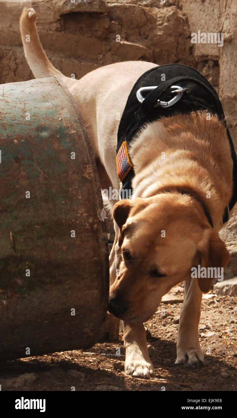 Eddie, a yellow lab from the 94th Engineer Detachment working with ...