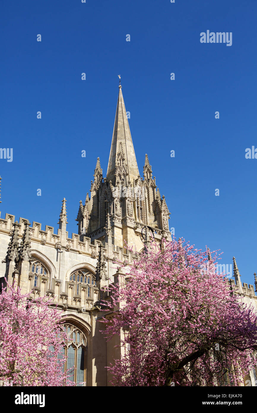 View looking up through a tree laden with blossom at the impressive ...