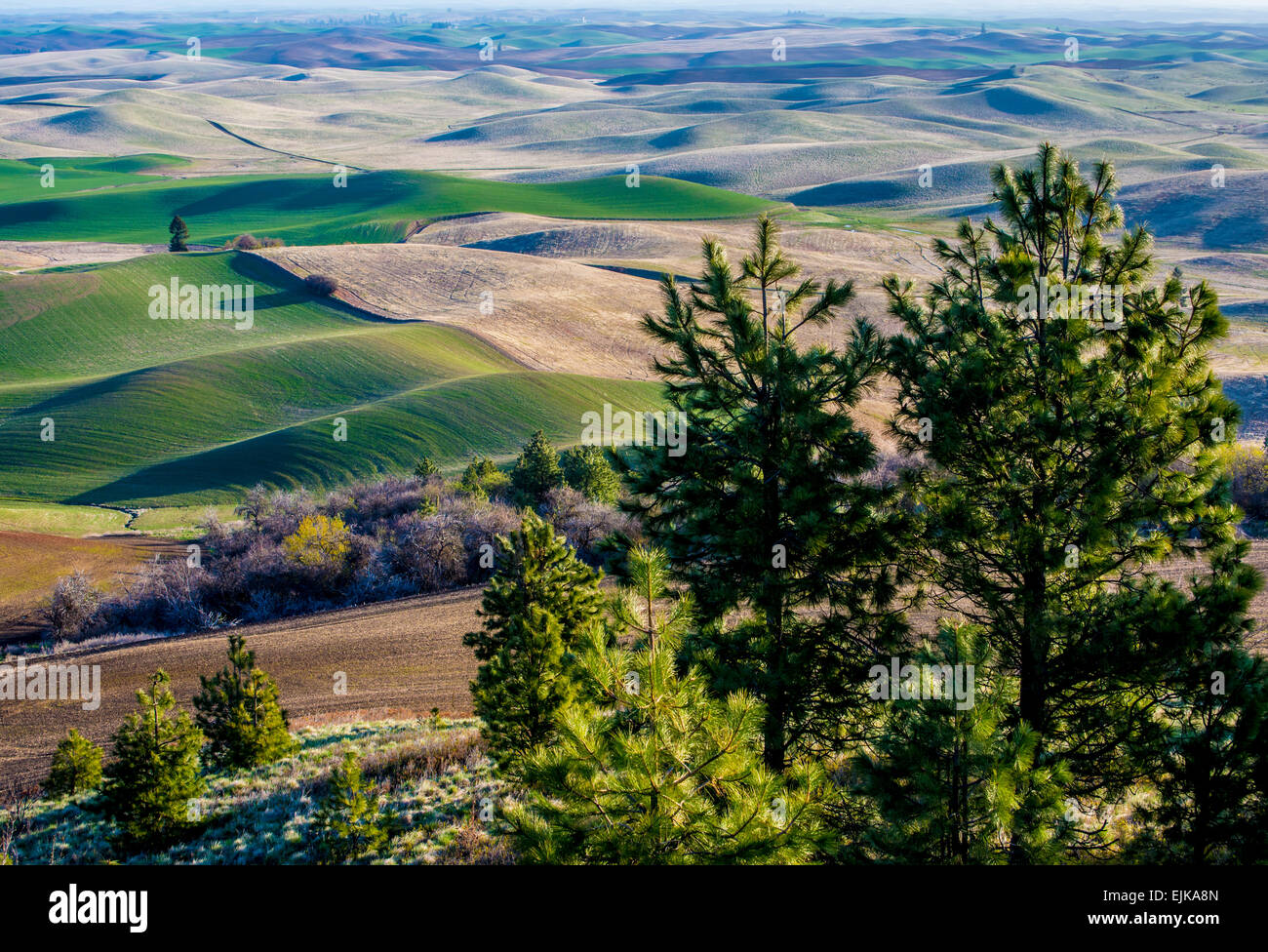 Palouse fields washington hi-res stock photography and images - Alamy