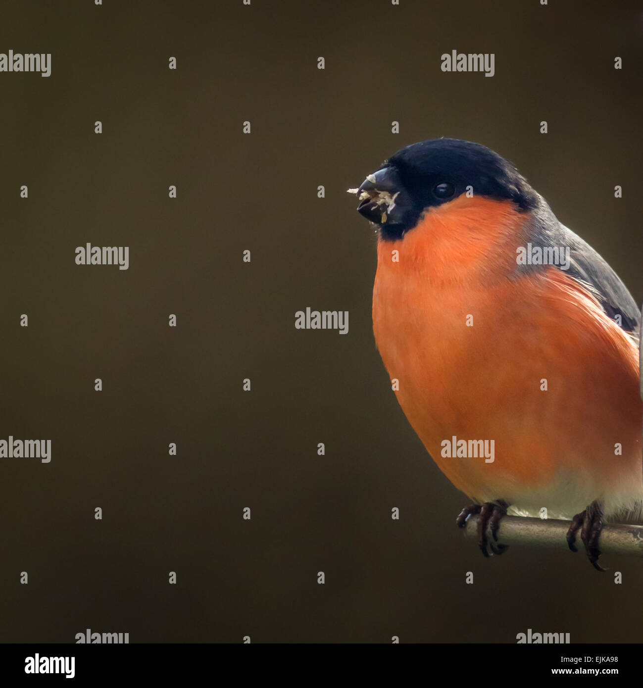 Male bullfinch (Pyrrhula pyrrhula) on feeder, UK Stock Photo - Alamy