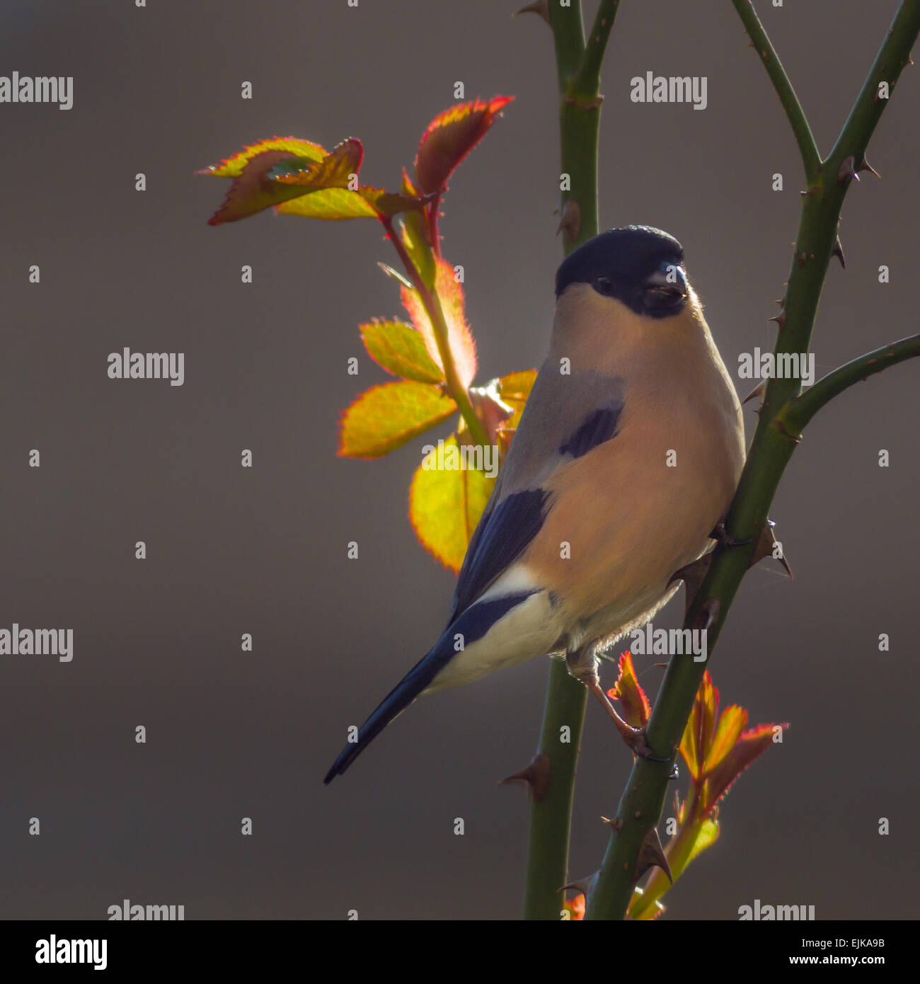 Female bullfinch hi-res stock photography and images - Alamy