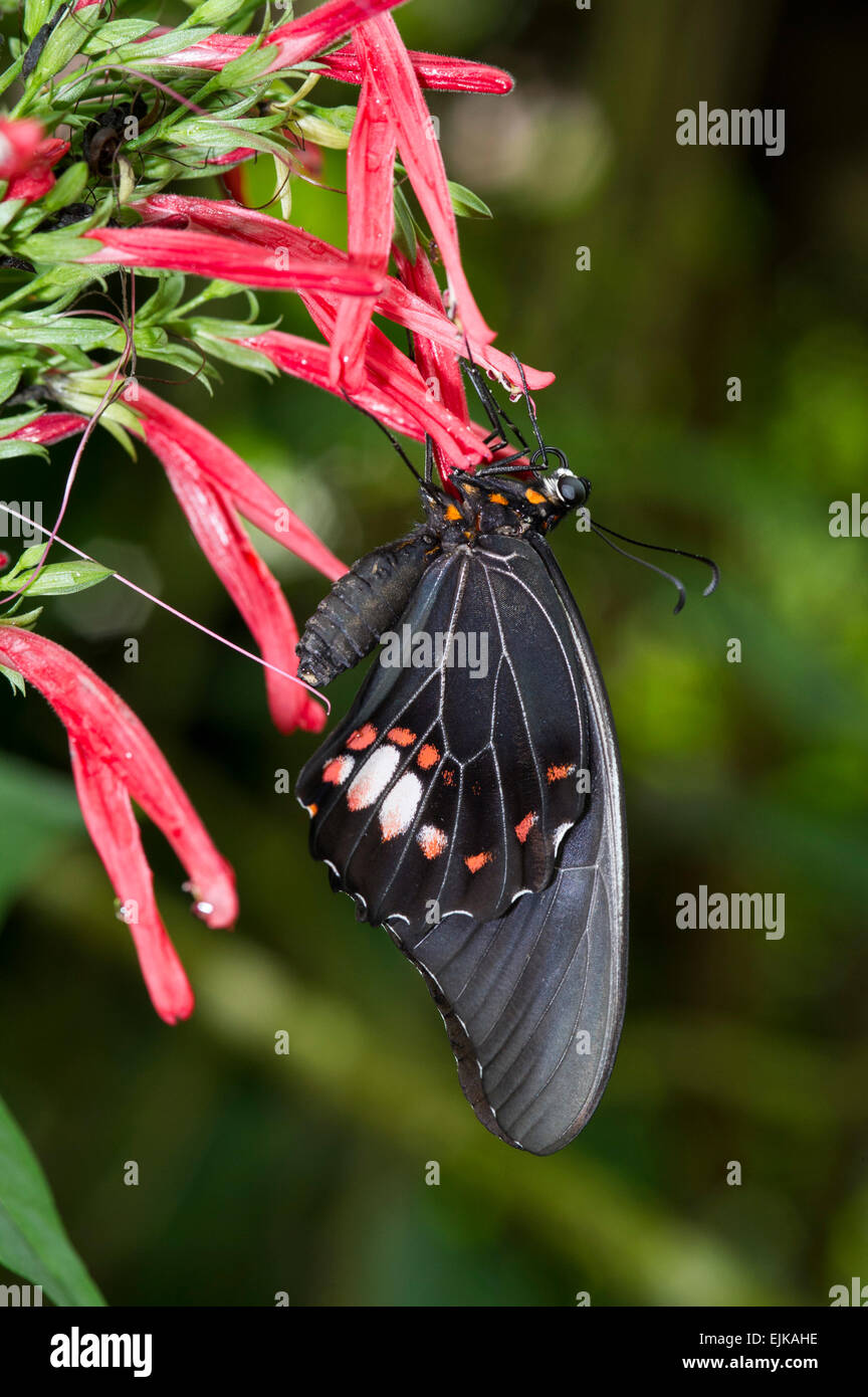 Butterfly, Neotropical butterfly park, Suriname Stock Photo - Alamy