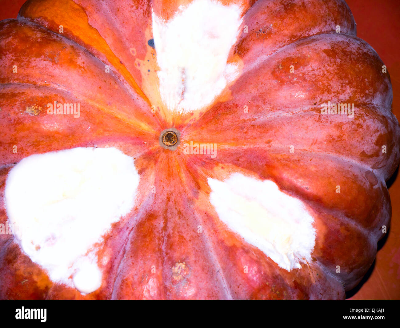 Pumpkin rotten background Stock Photo - Alamy