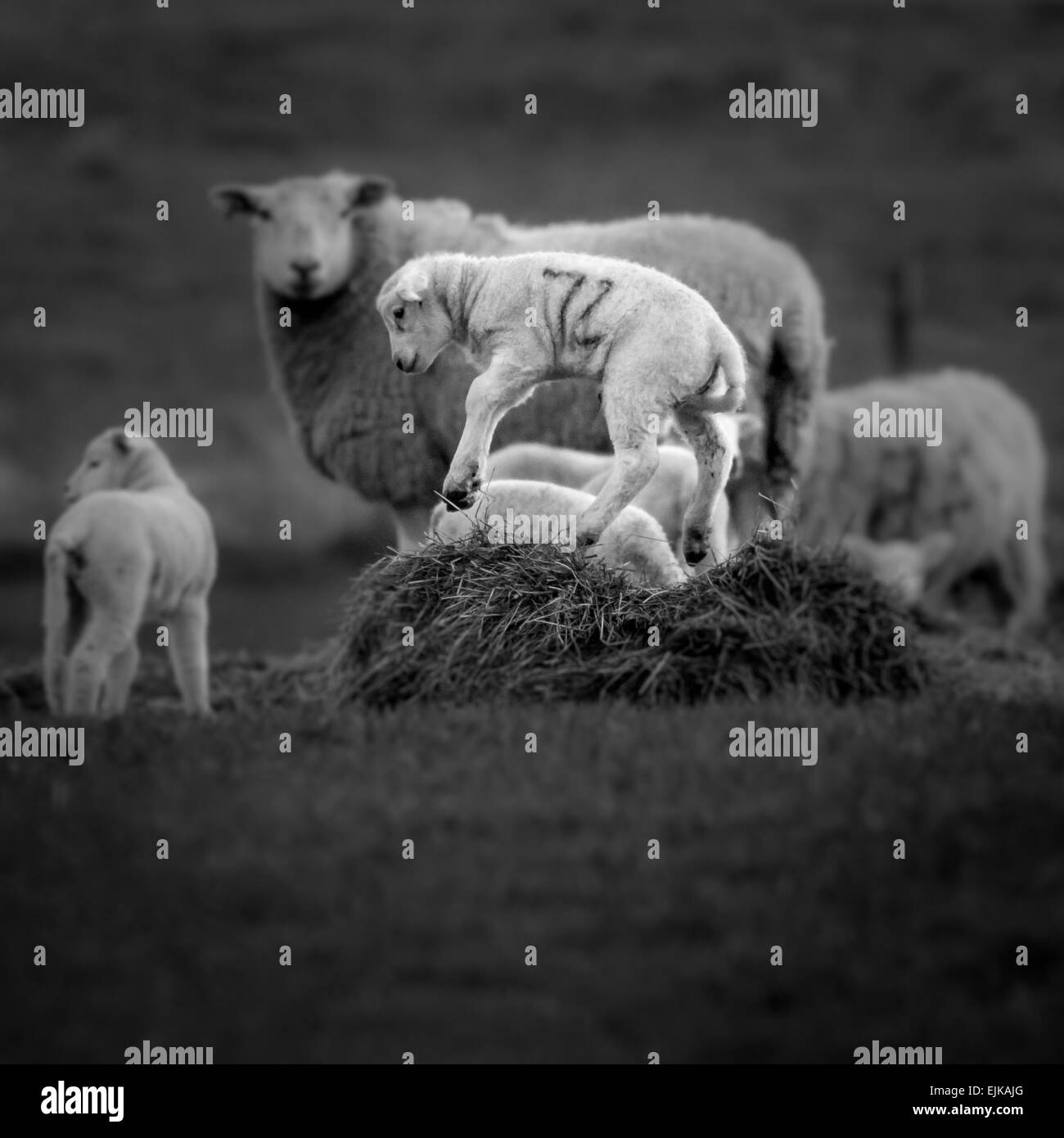Jumping lambs Black and White Stock Photos & Images - Alamy