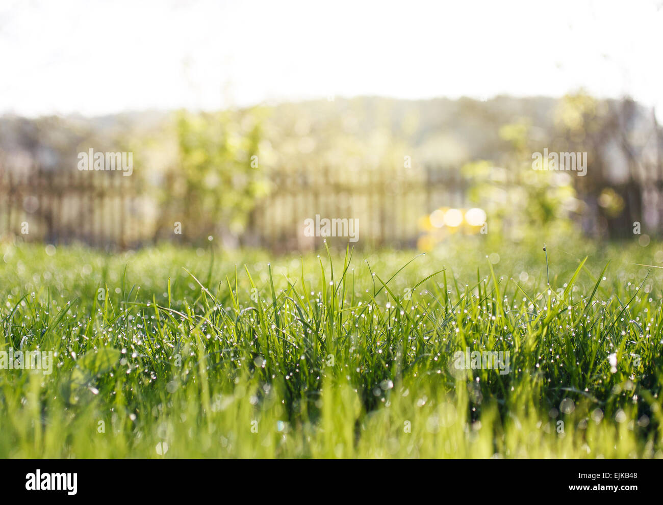 garden with grass Stock Photo - Alamy