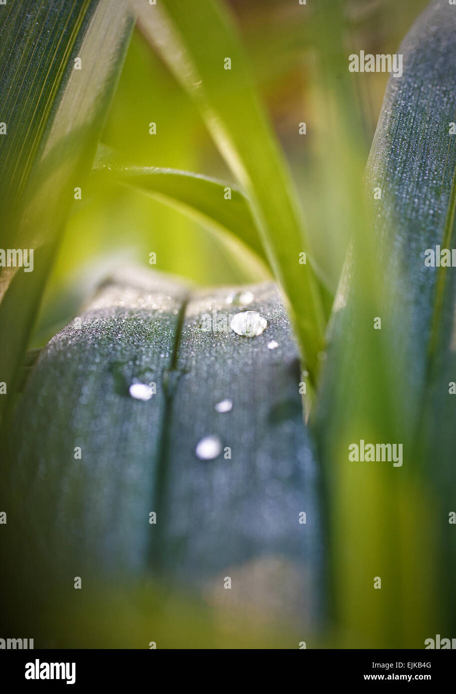 Raindrop wet dew dewdrop hi-res stock photography and images - Alamy