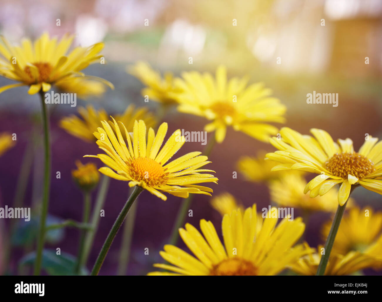 Sunlight and yellow flowers hi-res stock photography and images - Alamy