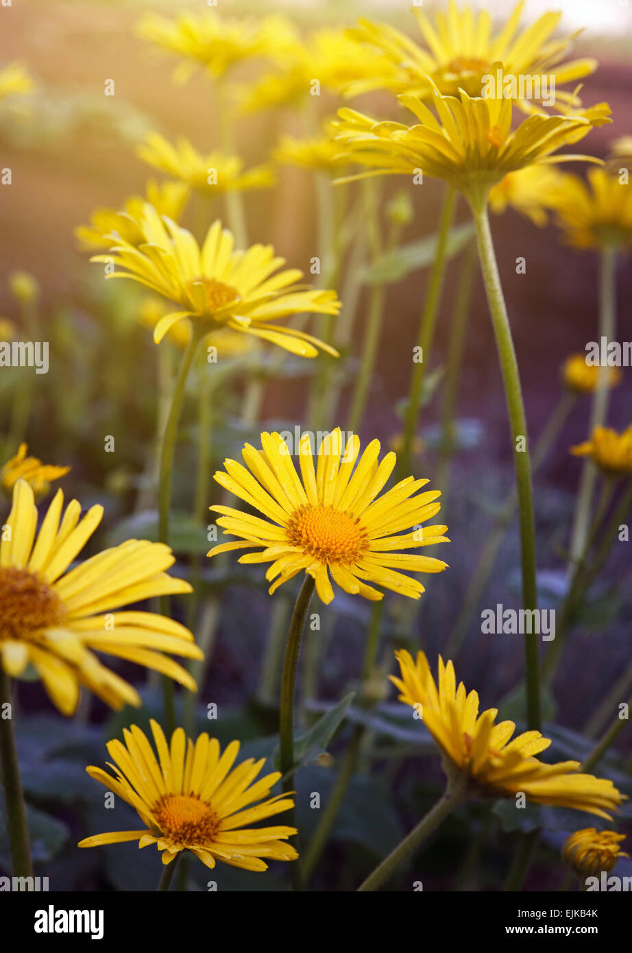 Sunlight and yellow flowers hi-res stock photography and images - Alamy