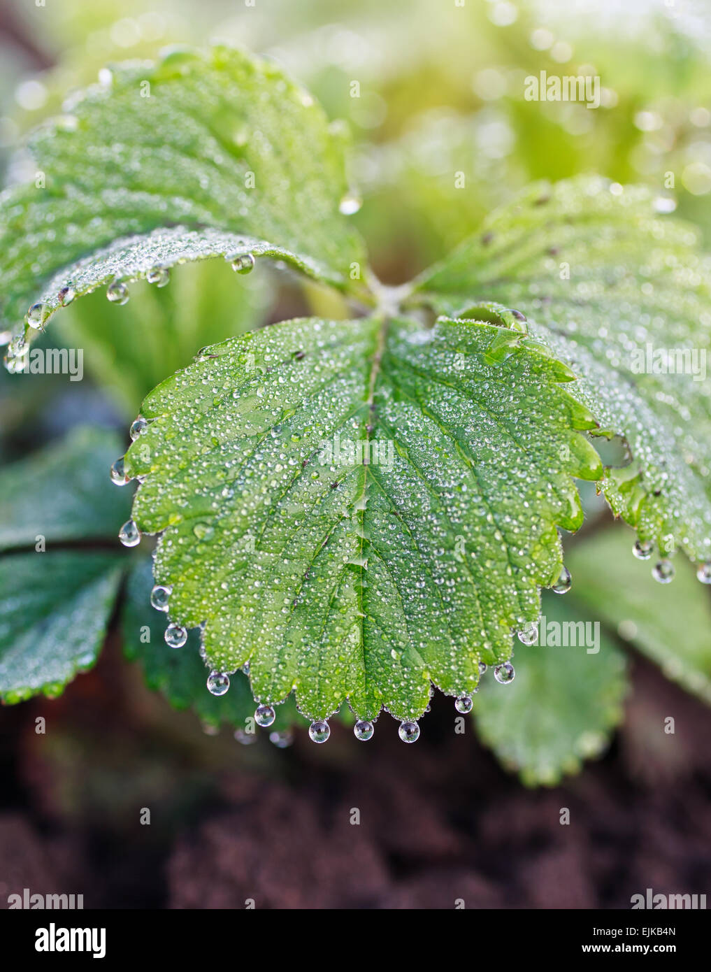 Dew drop plant hi-res stock photography and images - Alamy