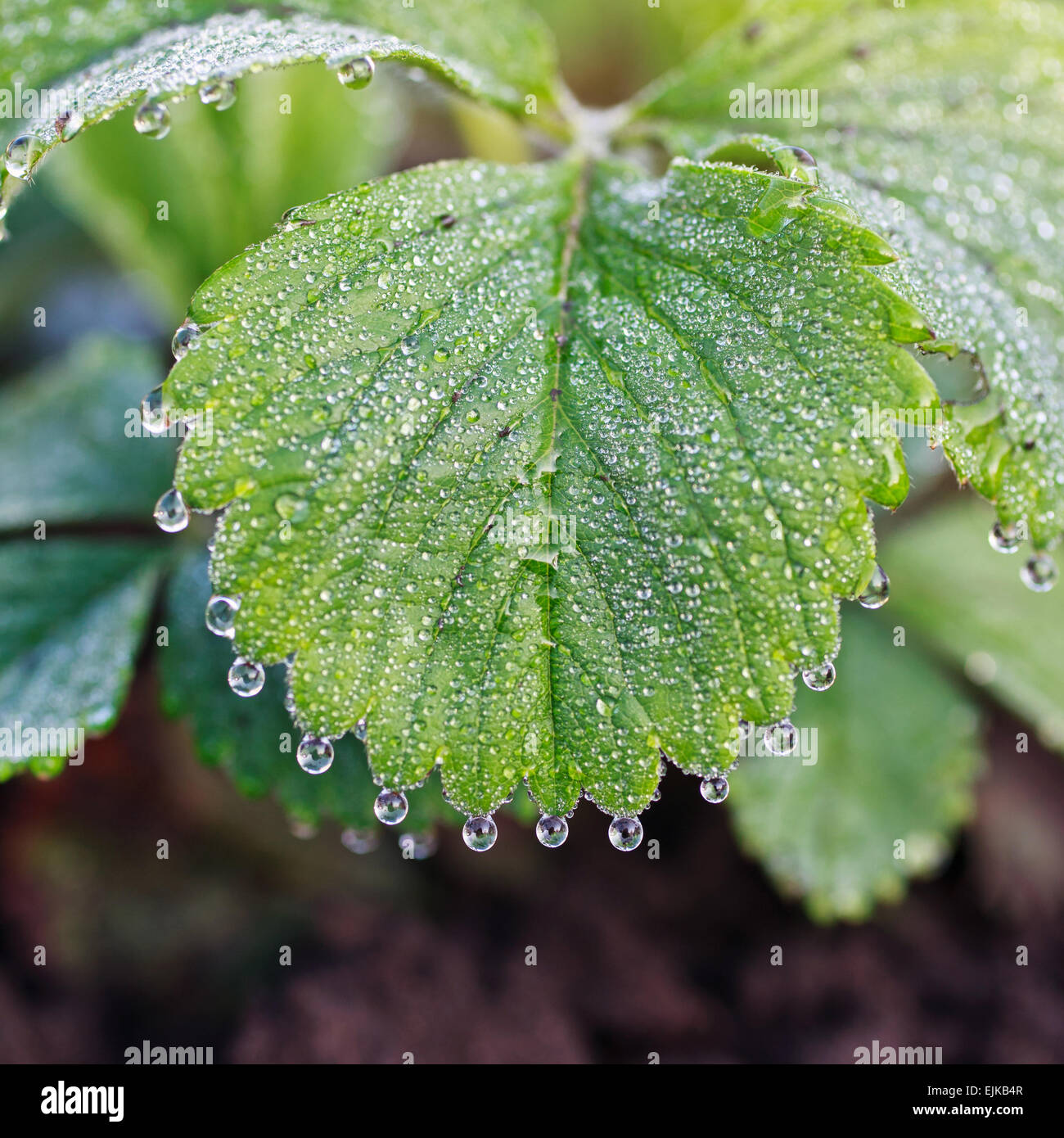 Dew drop plant hi-res stock photography and images - Alamy