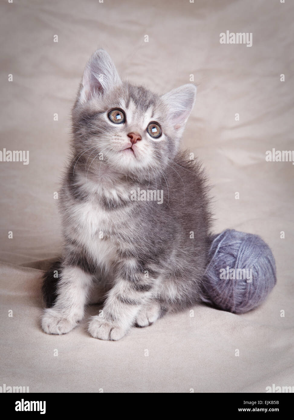 beautiful gray kitten Stock Photo - Alamy