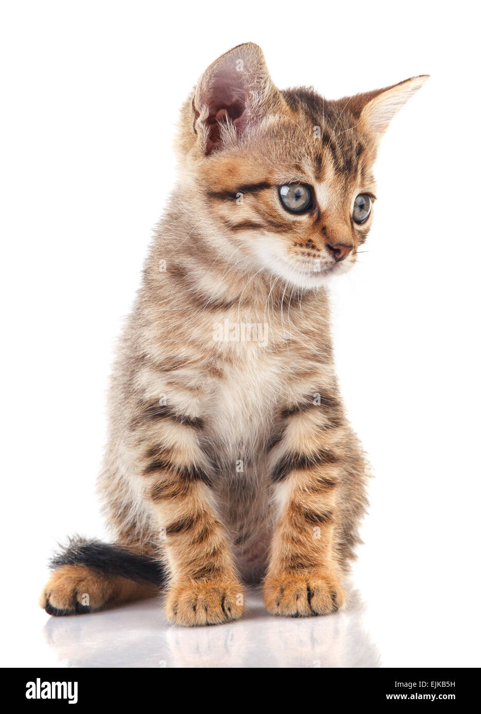 tabby kitten sitting Stock Photo - Alamy