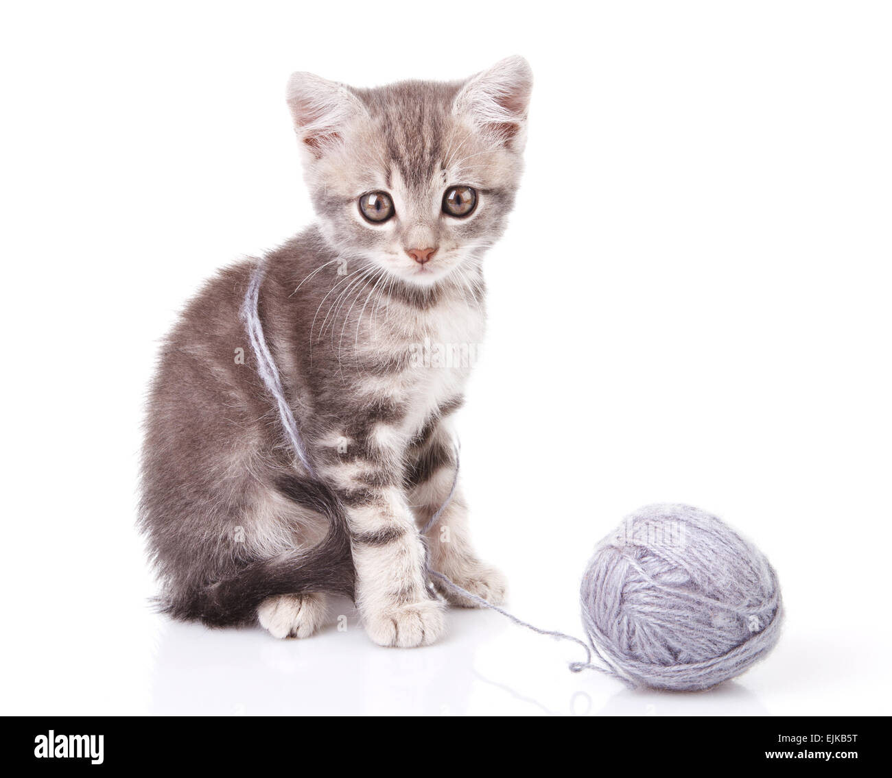 beautiful gray kitten Stock Photo - Alamy