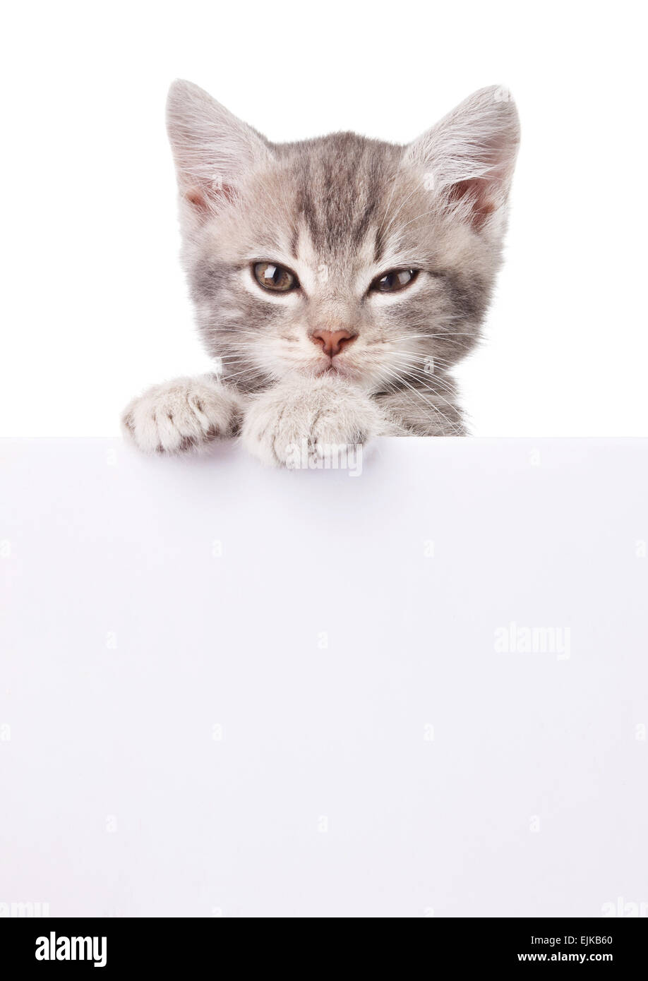 gray cat with white board Stock Photo - Alamy