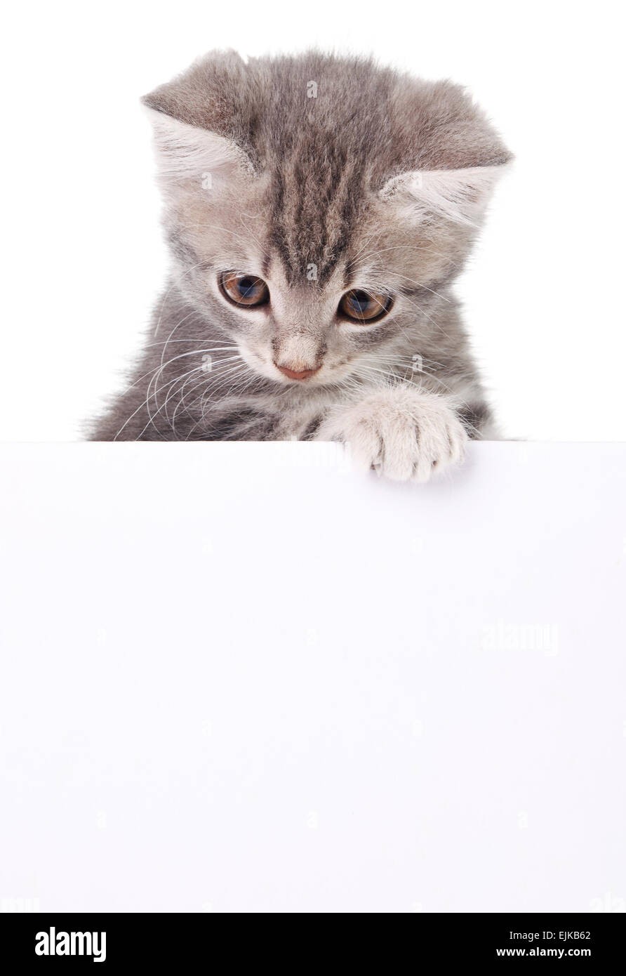 gray cat with white board Stock Photo - Alamy