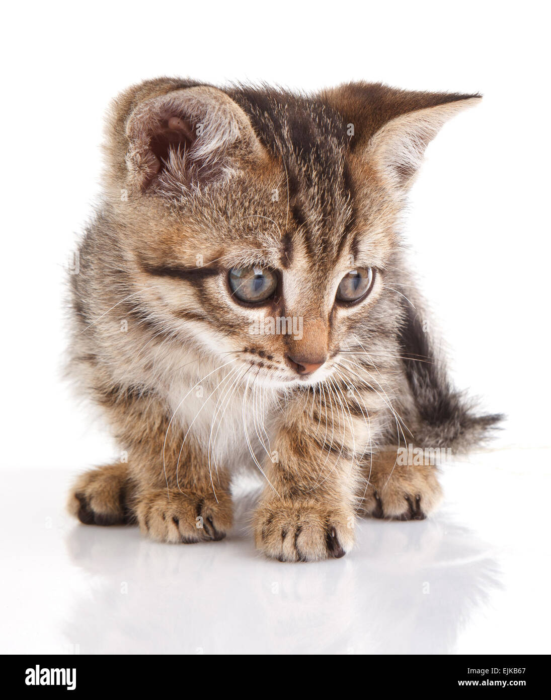 Cat with beautiful backgrounds hi-res stock photography and images - Alamy